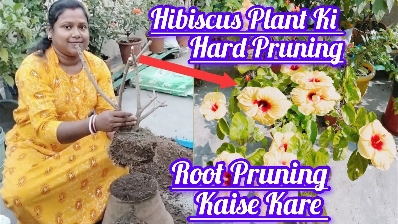 Hibiscus Plant Ki Hard Pruning & Root Pruning Kaise Karen | गुड़हल की प्रूनिंग कैसे करें | - YouTube