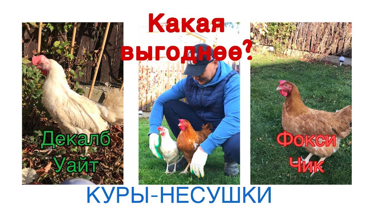 Куры несушки. Какая выгоднее. - YouTube