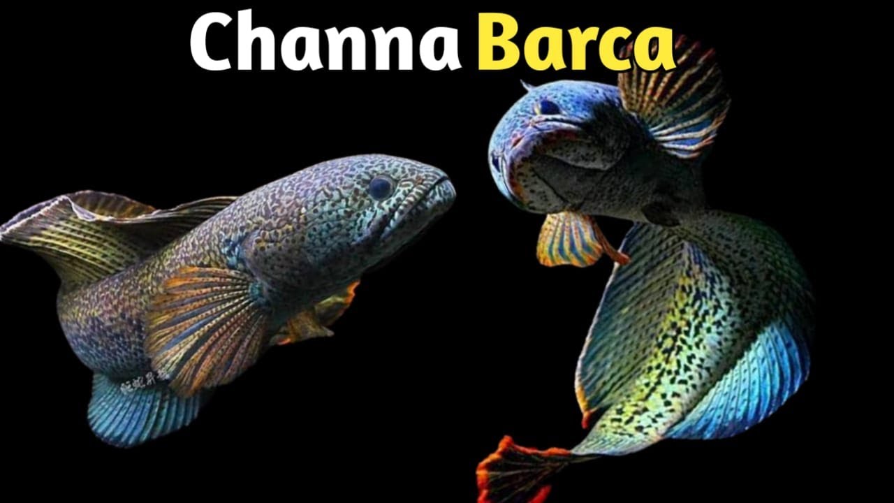 Harga Channa Barca dan Fakta Menariknya I Terbaru 2023 #channa # ...