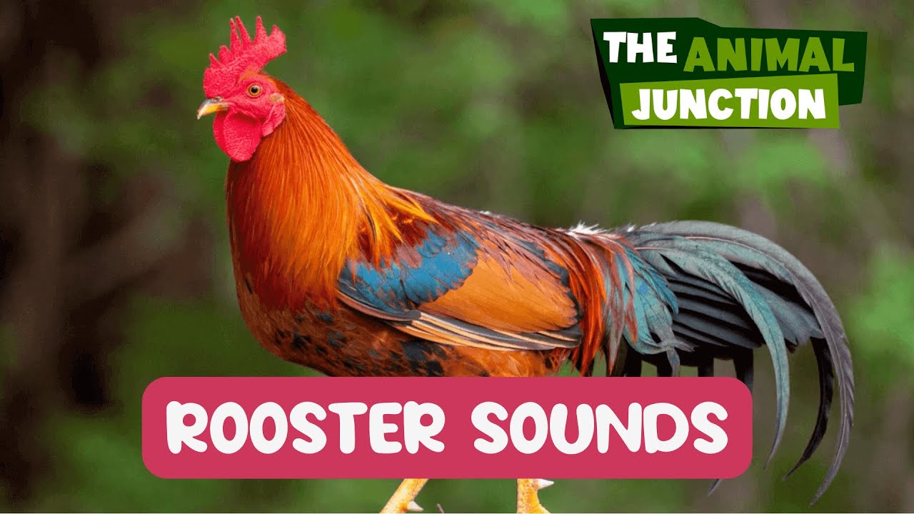 Rooster Sounds (Crow) - 1 min | Familiar Farm Animal Sounds | Familiar ...
