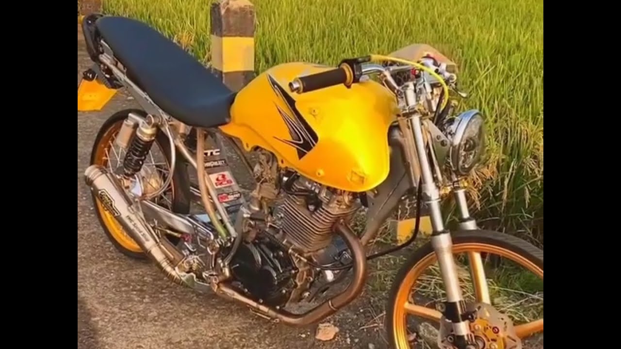 si kuning mulai aktif lagi (Tiger trondol) - YouTube