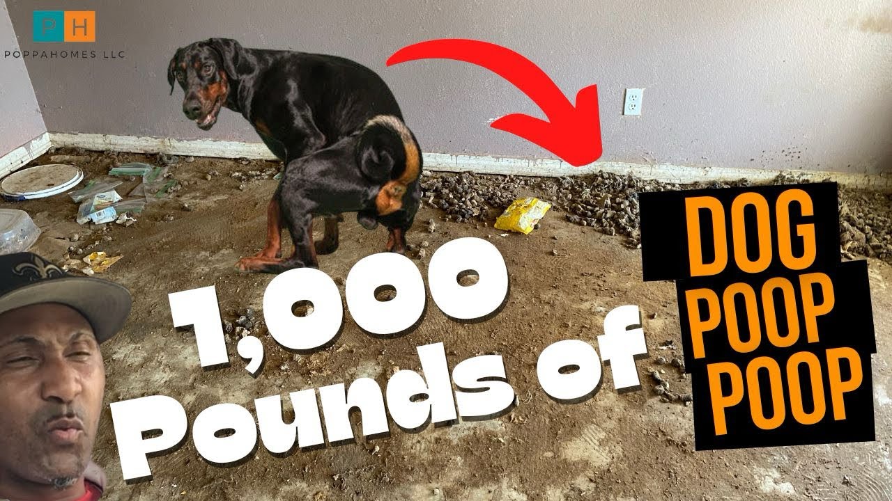 1,000 Pounds of Dog Poop Invades Foreclosure - YouTube