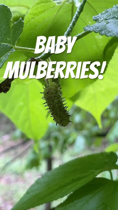 Found #Mulberries during the Rain - YouTube