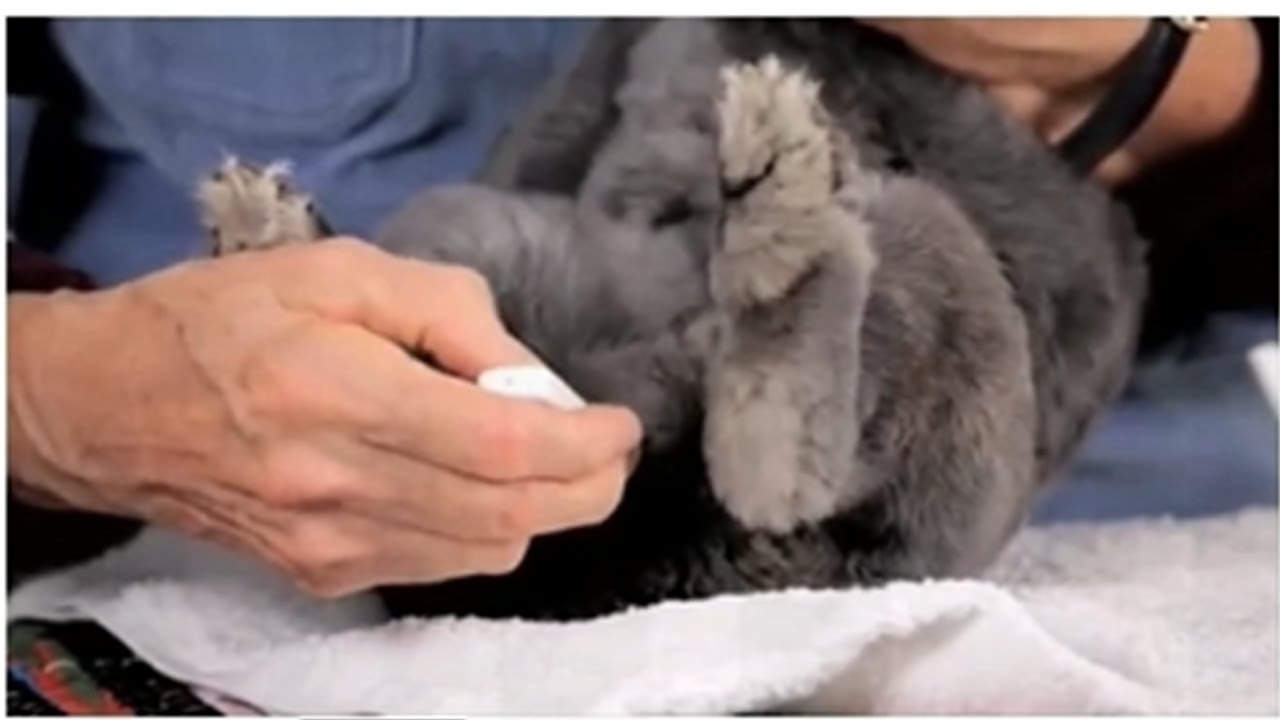 Pyrogen Screening Modal | Pyrogen on Parenteral Product by Rabbit ...