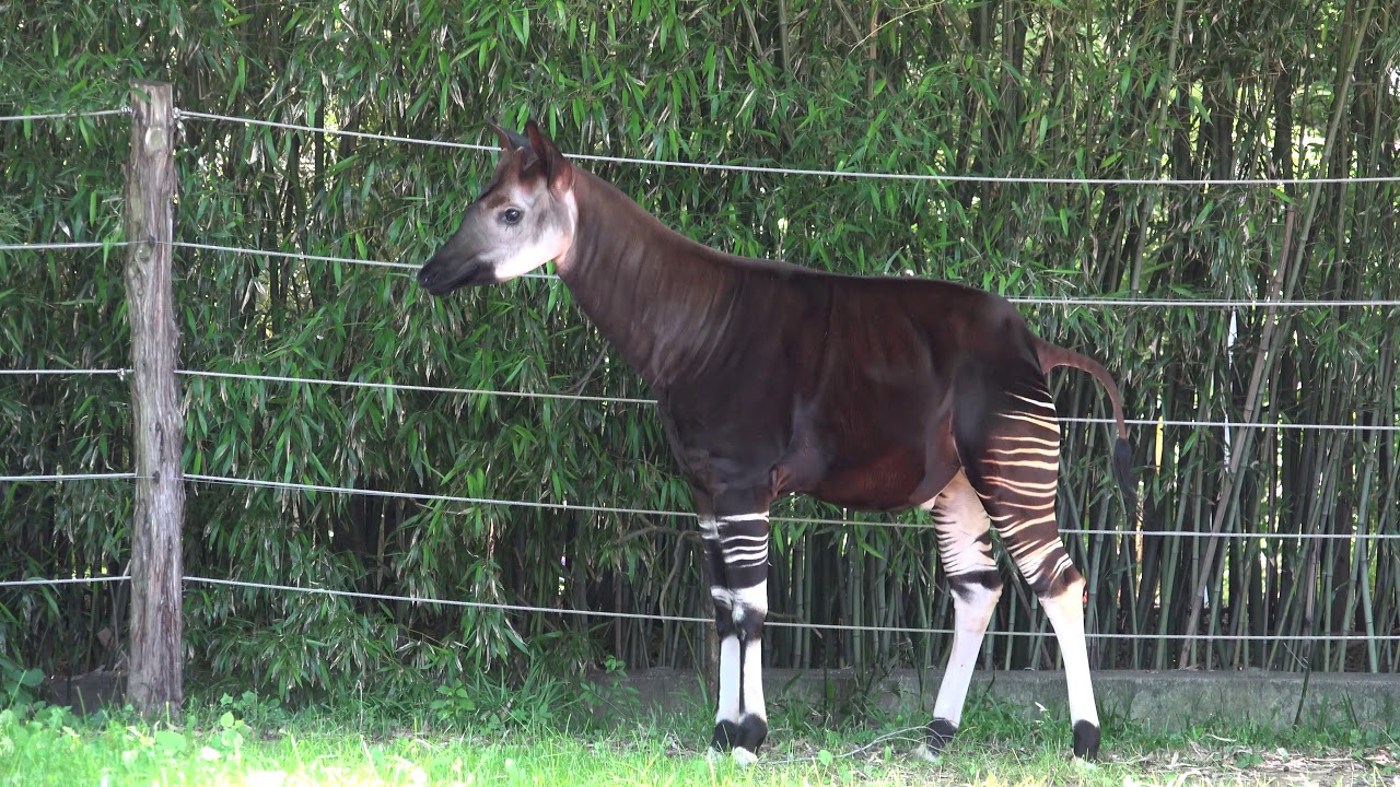 Okapis at the Baltimore Zoo - in 4K Ultra HD - YouTube