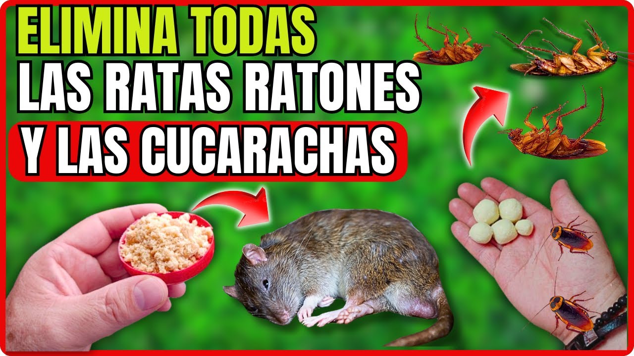 COMO ELIMINAR TODAS las RATAS RATONES y CUCARACHAS con PODEROSO VENENO ...