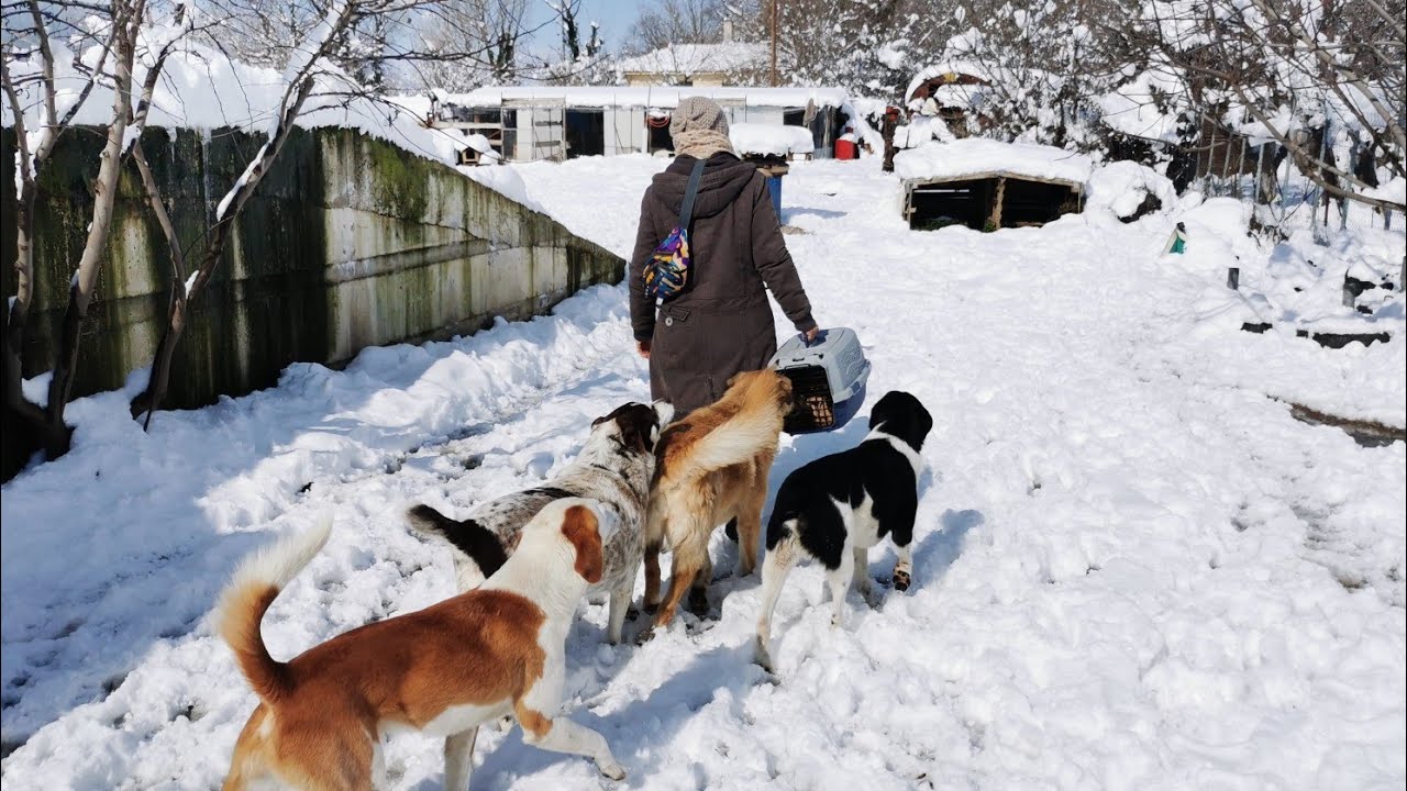 Homeless animals. Carying for dogs and cats living at the streets in ...