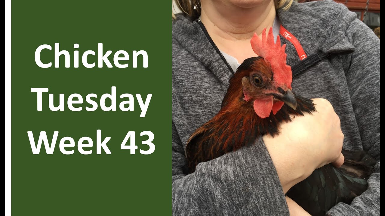 Chicken Tuesday Week 43 - YouTube