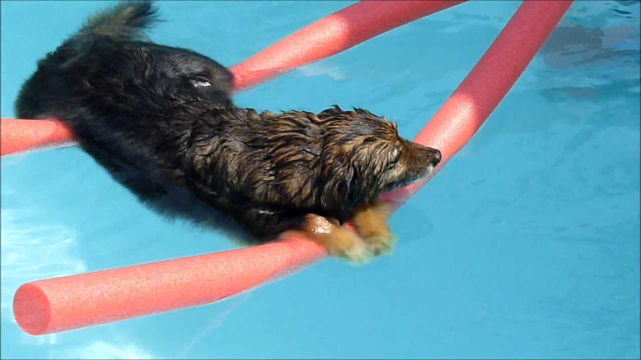 Duffy's enjoying a watsu session in the pool - YouTube