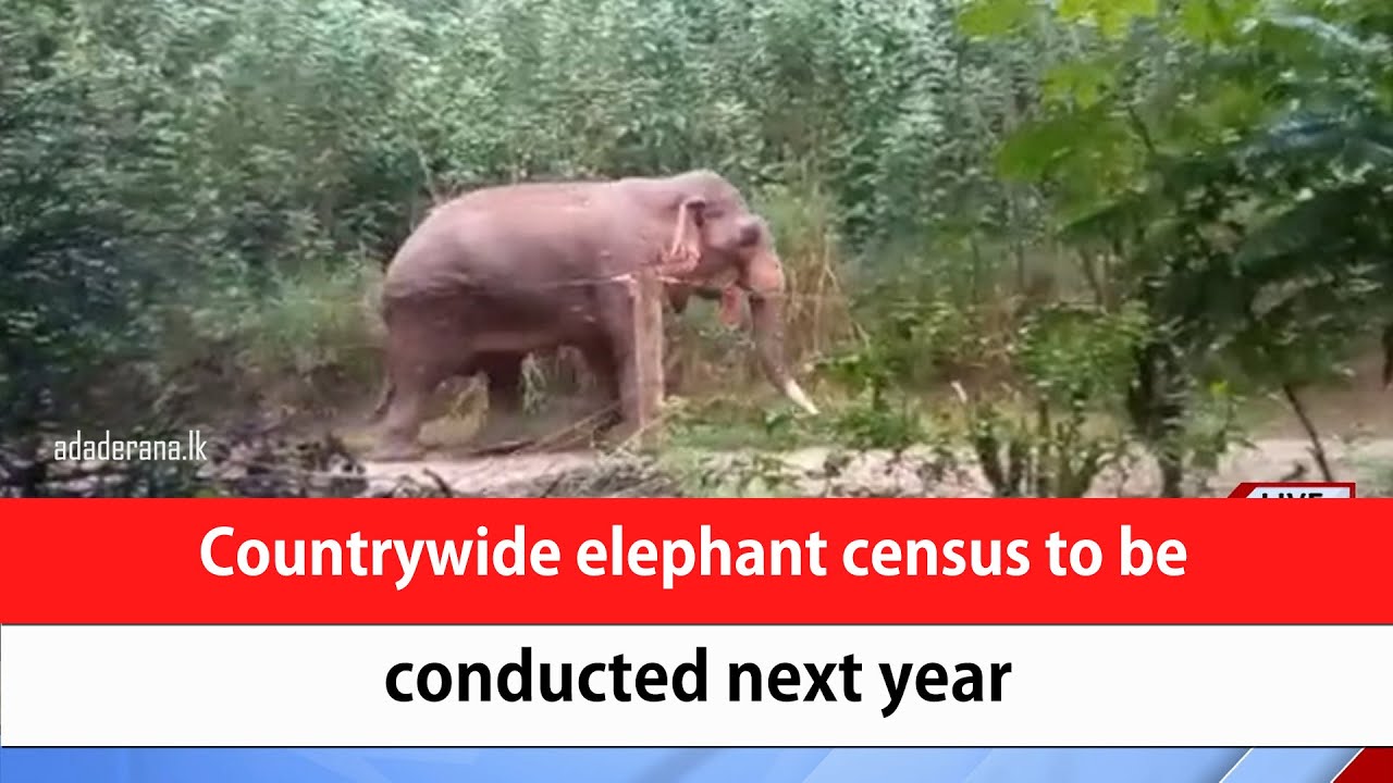 Countrywide elephant census to be conducted next year (English) - YouTube