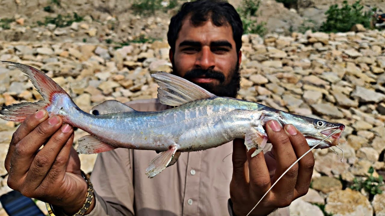 Singhara Cat Fishing at Indus River | Cat Fish Hook! - YouTube