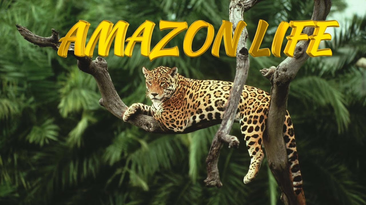 AMAZON LIFE | WILD ANIMALS - YouTube