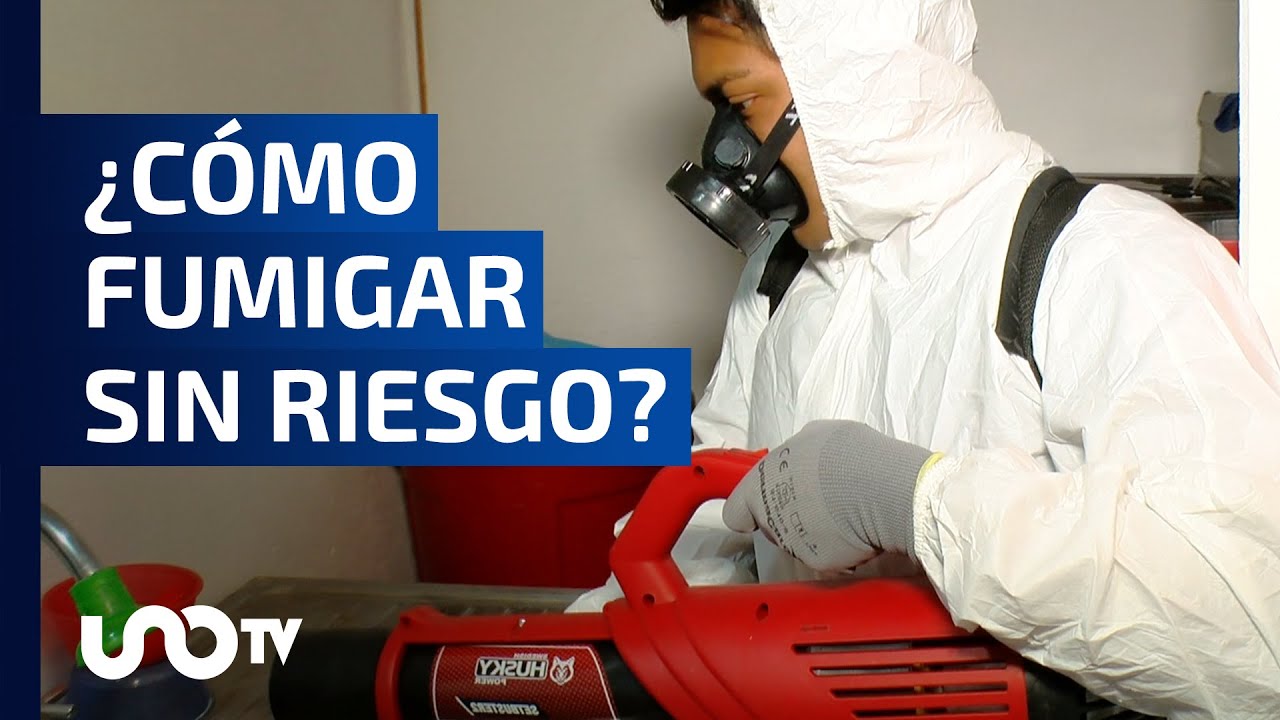 ¿Cucarachas, chinches o ratas? Expertos te dicen cómo fumigar - YouTube