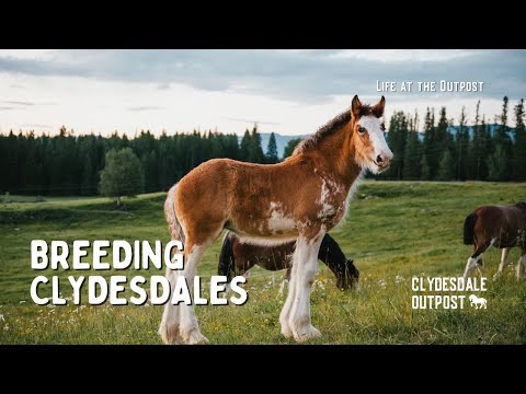 Breeding Clydesdales: Preserving a Rare Breed | Life at the Outpost Ep. 7