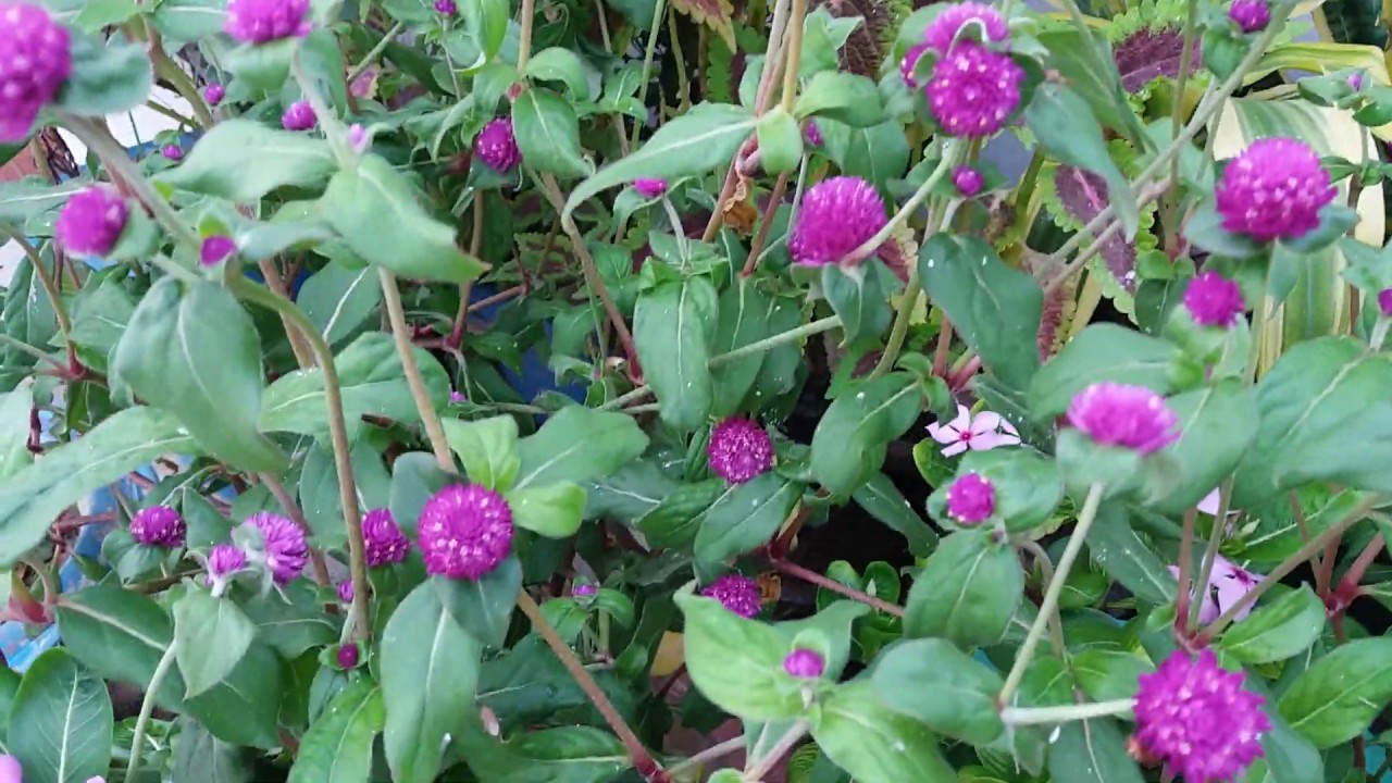 GOMPHRENA Plant Growth And Care Tips - YouTube