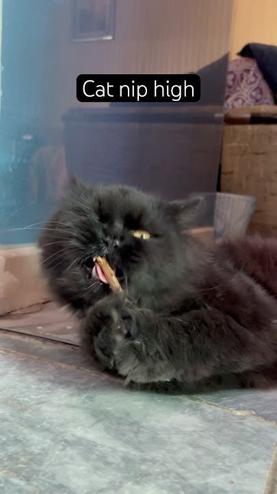 Catnip cat reaction | Cat brushing teeth with catnip sticks | Catnip for cats | Catnip big cats ...