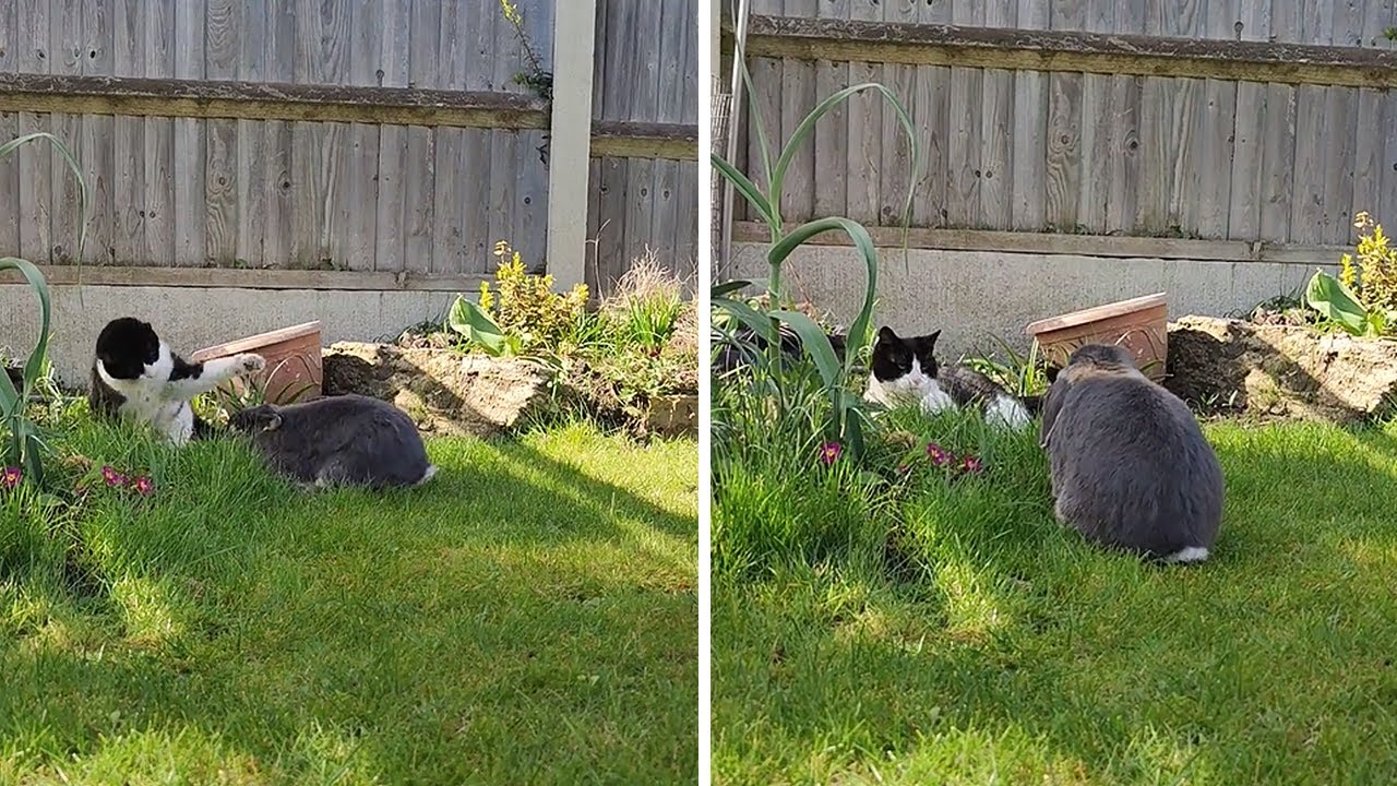Big bunny rabbit chases kitty best friend #Shorts - YouTube