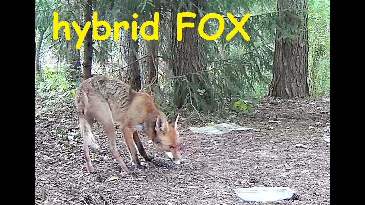 hybrid fox spotted - YouTube