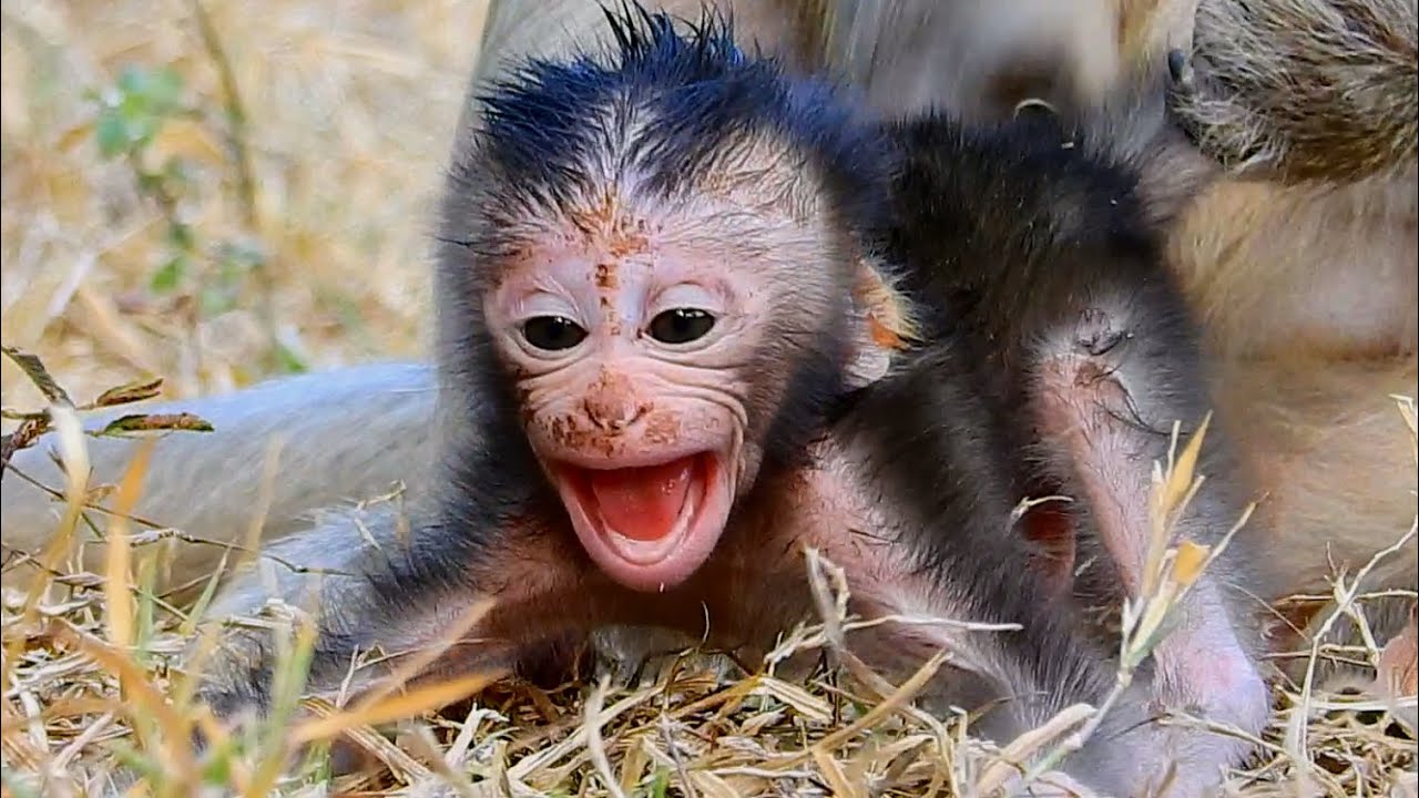 OMG! Just Born…Unbelievable Happened | Why mum Keep Doing Like This On ...