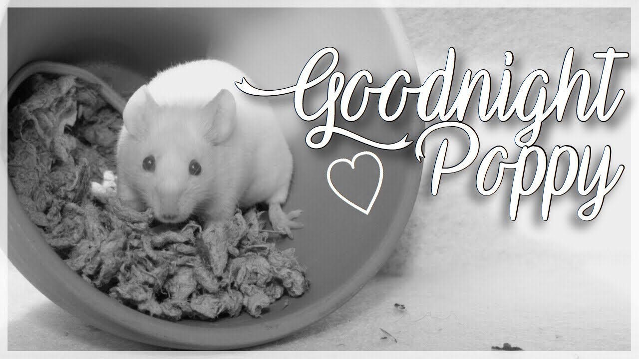 Goodnight Poppy - YouTube