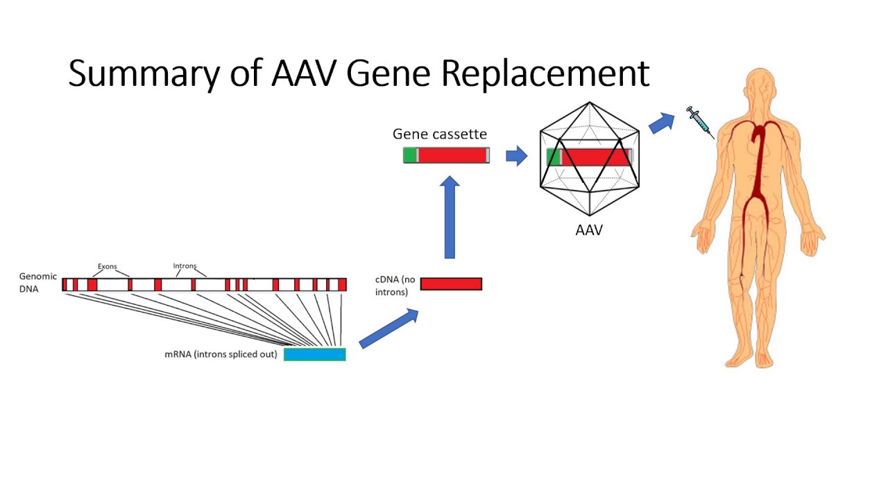 Basics Of Gene Therapy YouTube basics-of-gene-therapy-youtube