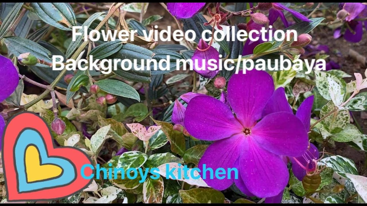Flower video collection #music background Paubaya - Moira dela torre ...
