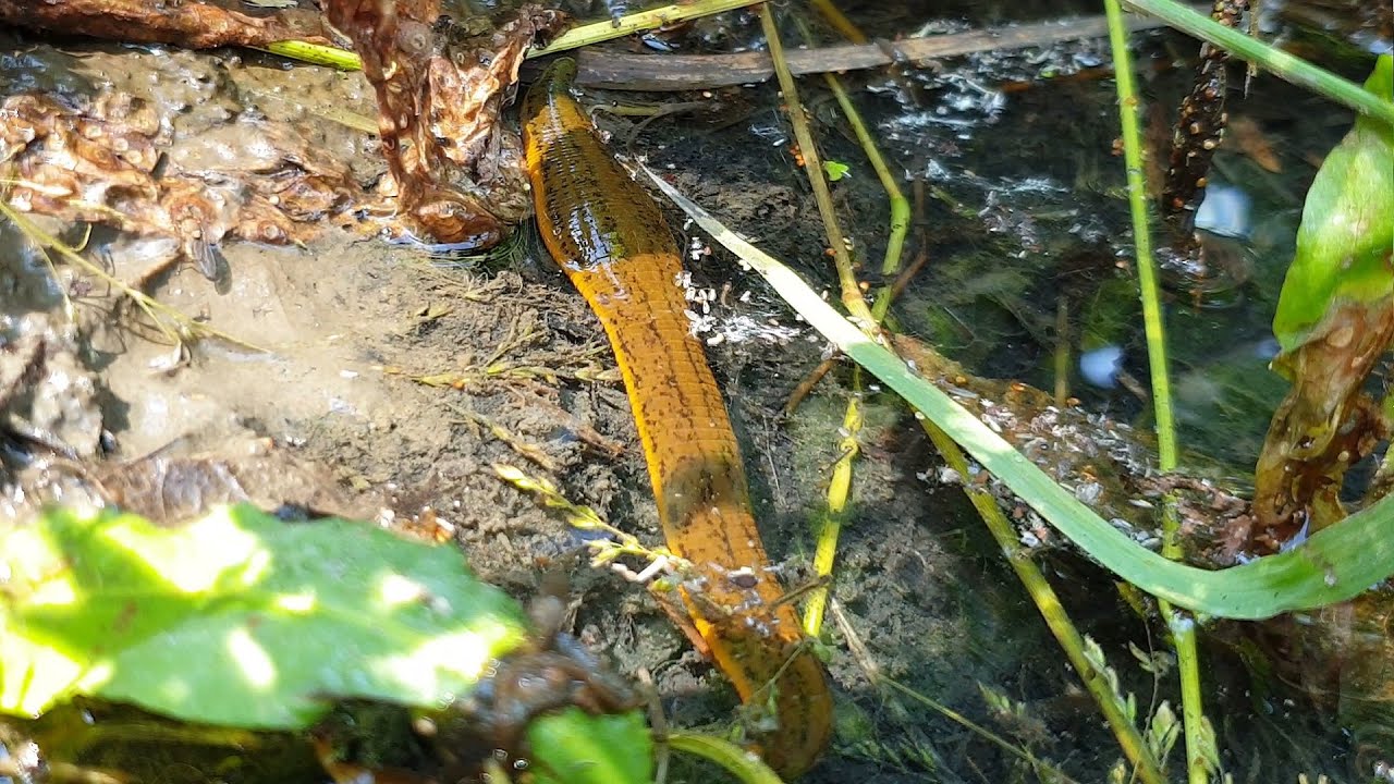 Large orange leech - YouTube