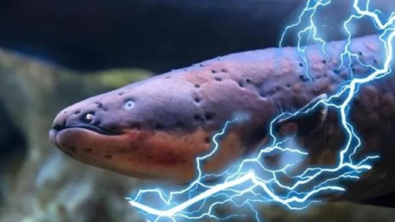 Electric Eel: Kaa mbali na samaki huyu! Ana shoti kali ya Umeme ...