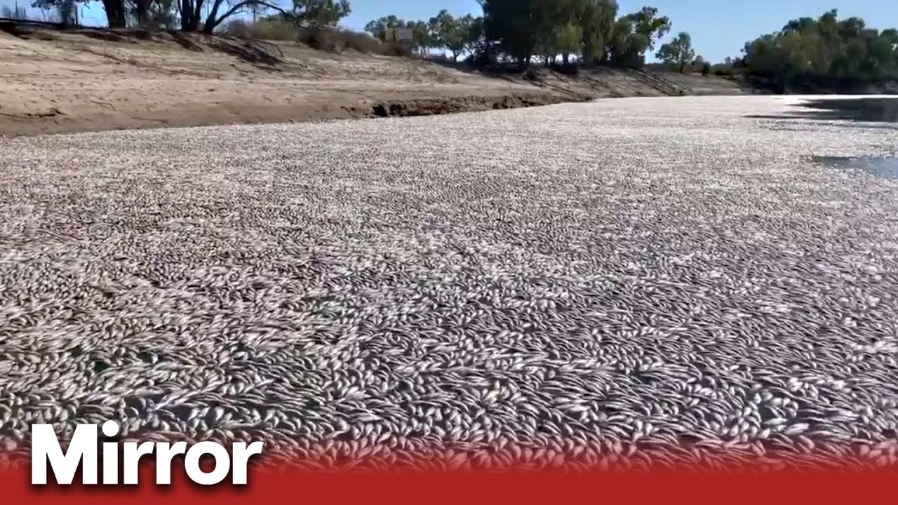 Millions of rotting fish to be removed from Outback river - YouTube