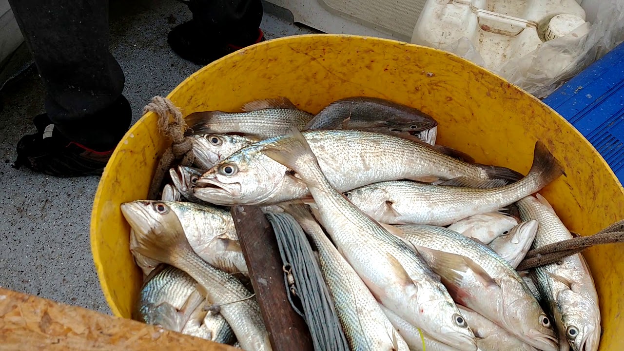 Pesca embarcado en Marisol - YouTube