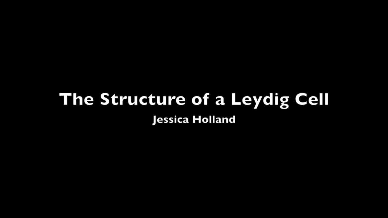 Structure of a Leydig Cell - YouTube