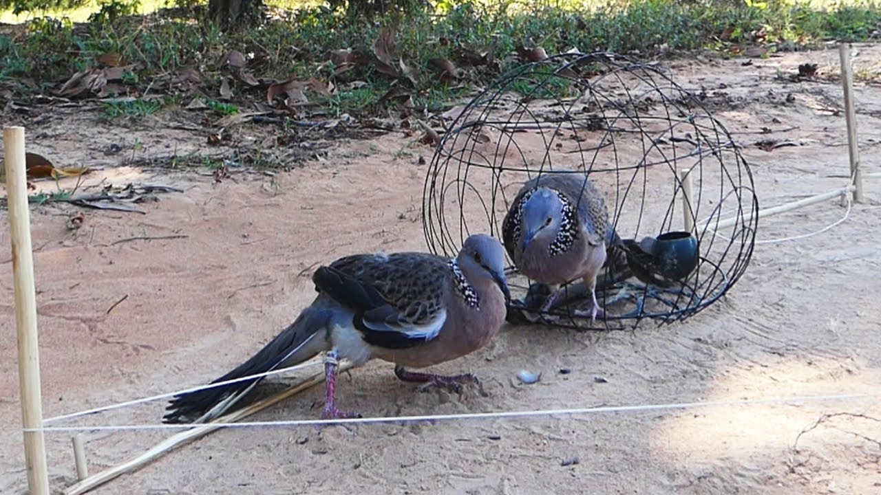 Easy Dove Traps Technique | Pigeon Trap 2022 - YouTube