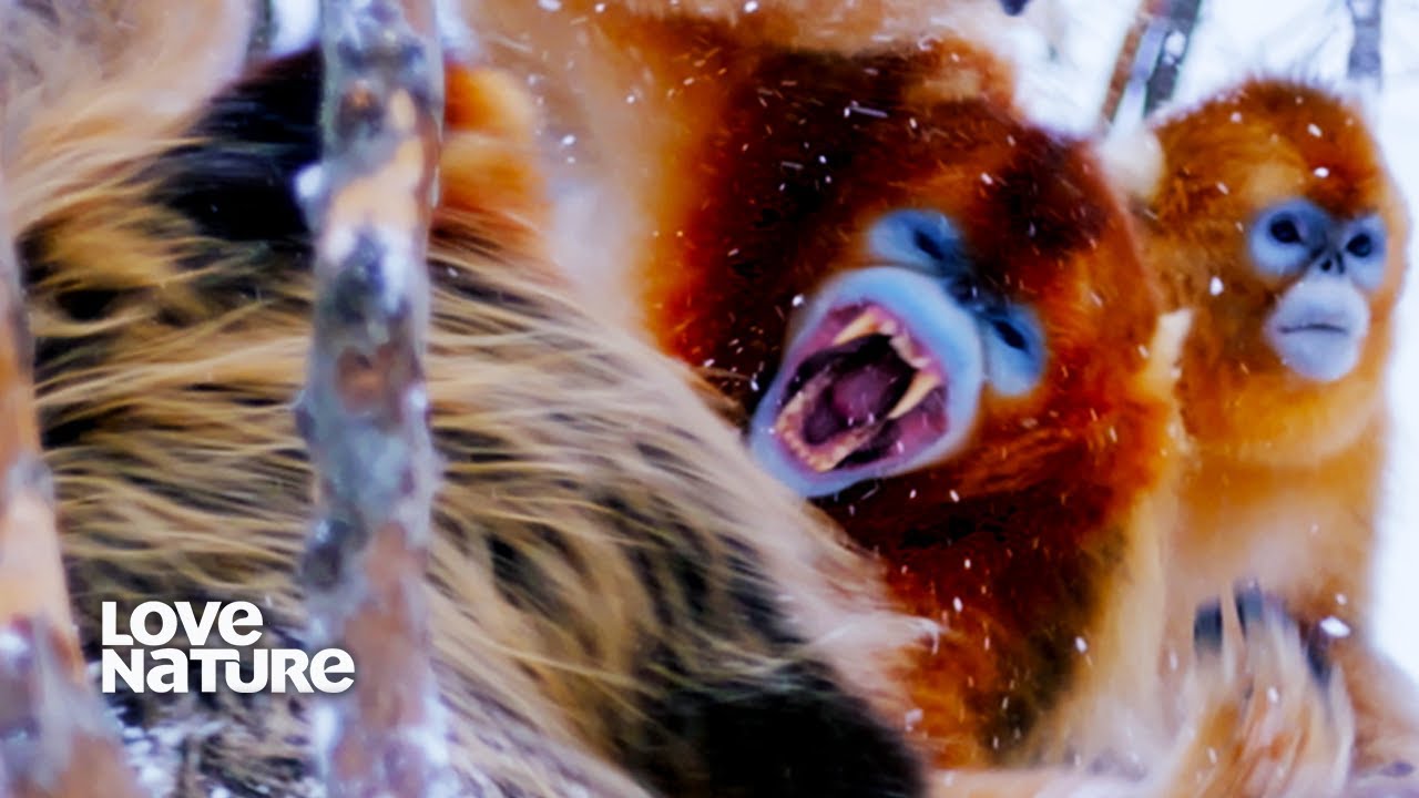Golden Snub-Nosed Monkeys Brawl in the Snow | Battle of the Alphas 207 ...