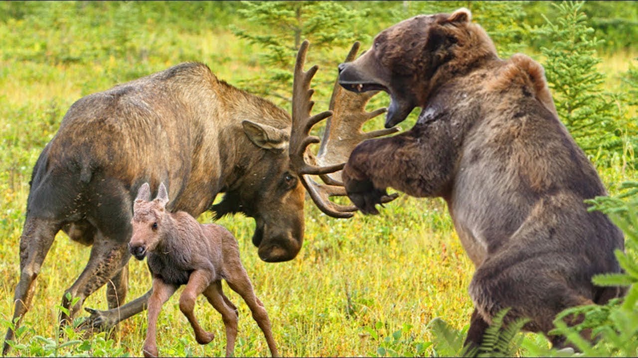 BEAR VS MOOSE (GONE WRONG) - YouTube