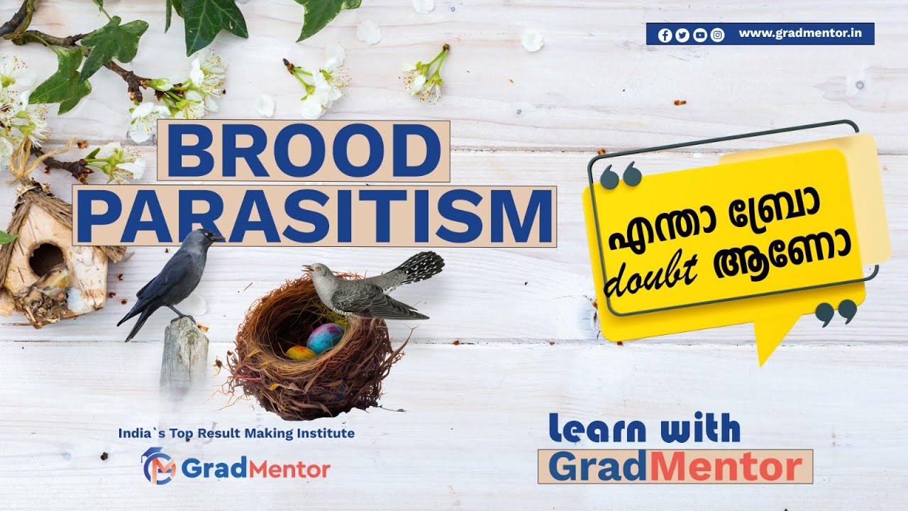 Brood Parasitism - Why cuckoo lays eggs on crow's nest? - YouTube