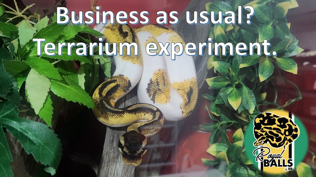 Breeding Ball Pythons; Terrarium update - business as usual? - YouTube