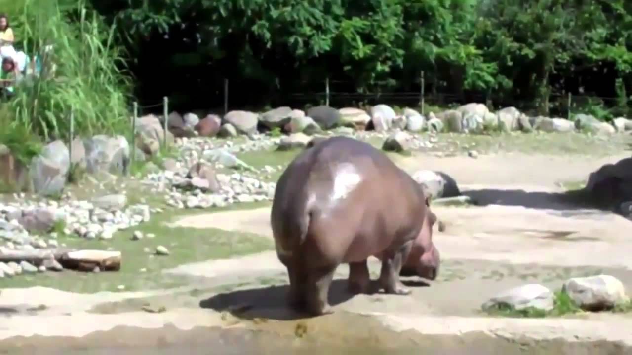 Huge hippo fart - YouTube