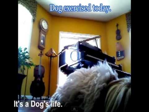 What does dog do while we are at work - YouTube