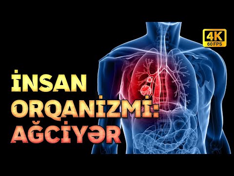 İnsan Orqanizmi: Ağciyər I 4K
