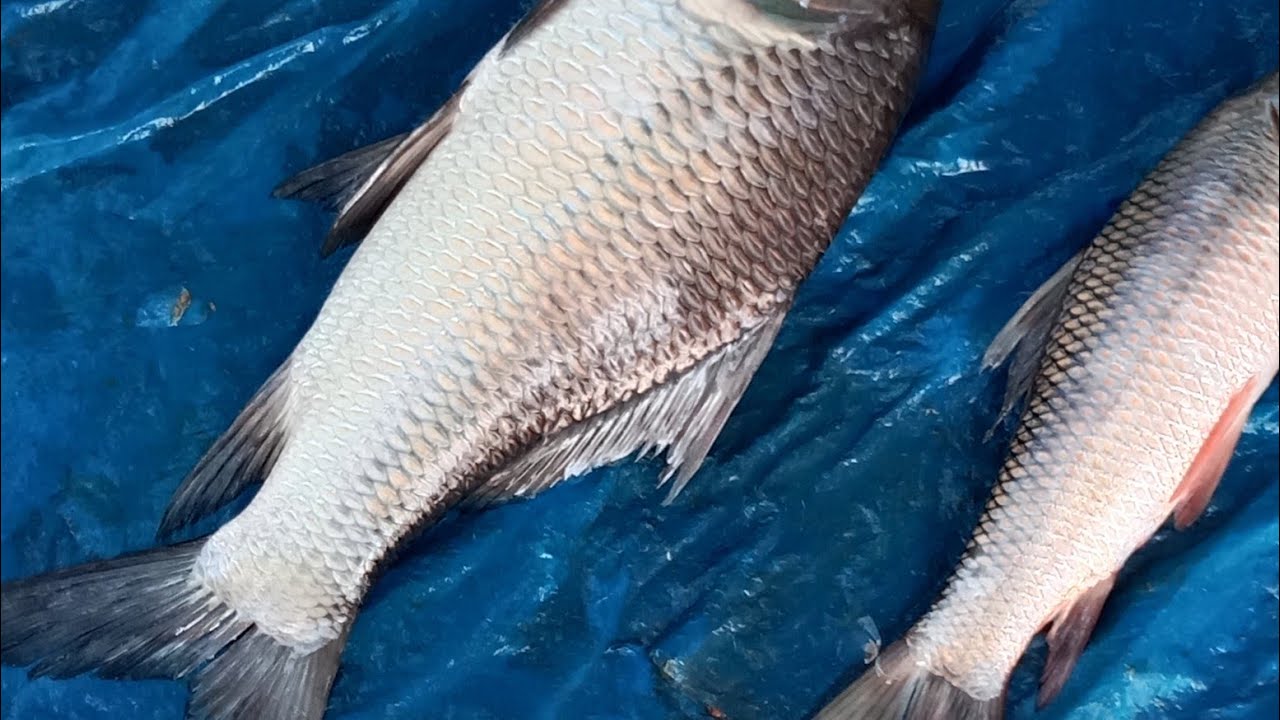 কাতলা মাছ কাটা ও হাত দিয়ে ধরা Fish cutting Cover Picture Of Robiul ...