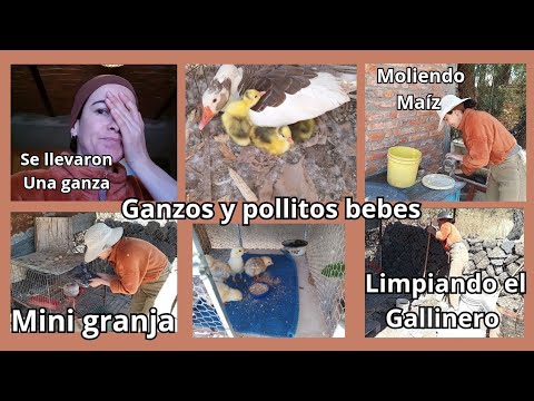 Ganzos y pollitos bebes 🐤🐣 en la mini granja) limpiando el Gallinero ️ ...