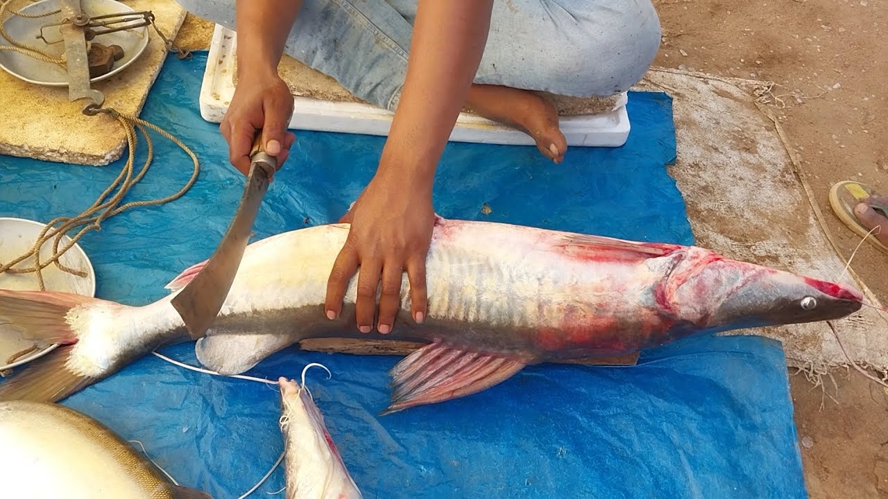 Fish Cutting || @fishingvideo2 Amazing Giant River-Ayer-Catfish Cutting ...