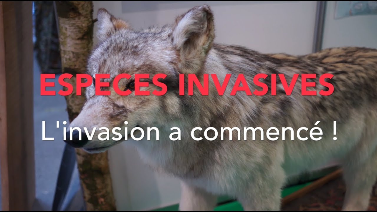 Espèces Invasives : l'invasion a commencé ! - YouTube
