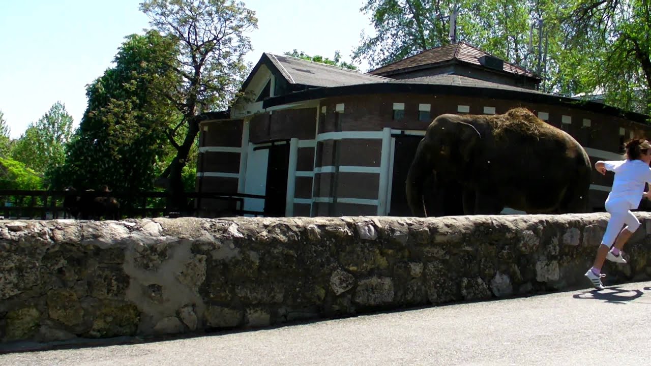 XIX Deciji maraton - ZR - Beo Zoo Vrt - YouTube