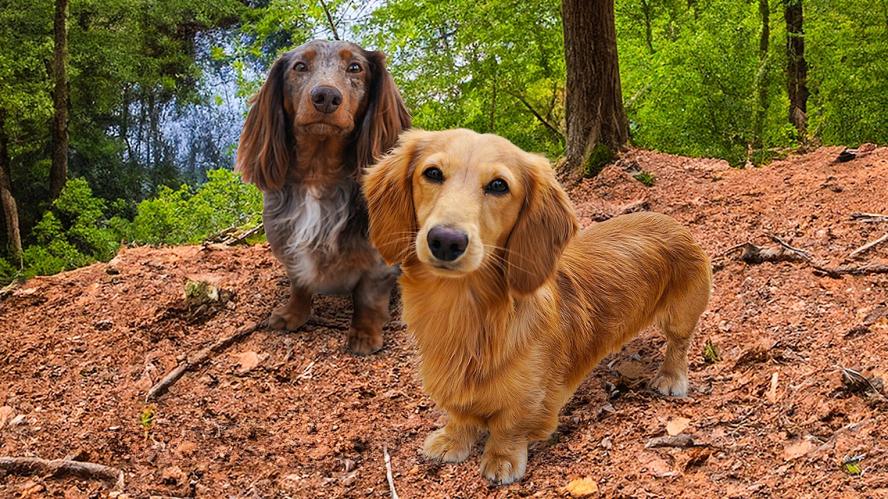 Ollie En Moos In Het Bos! - YouTube