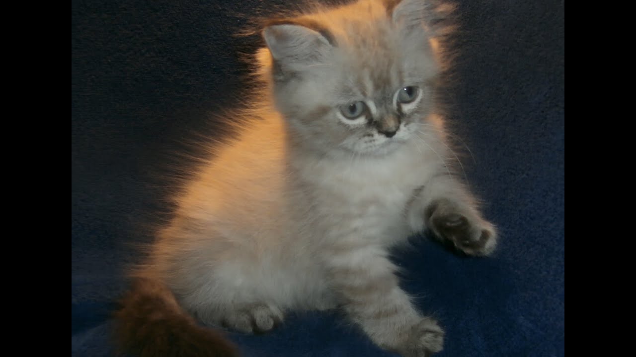 Chocolate Point Male Persian Himalayan Kitten - YouTube