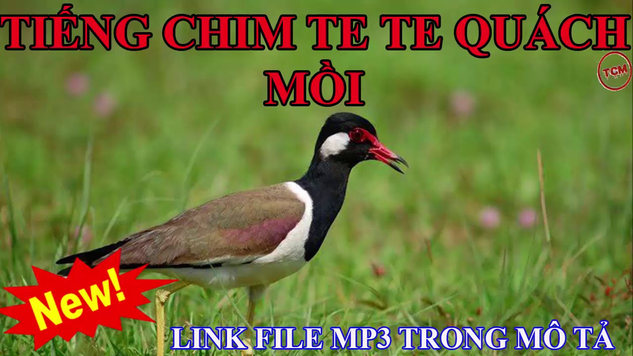 Tiếng chim te te quách mồi chuẩn 320kbps không có tạp âm, 11 phút ...
