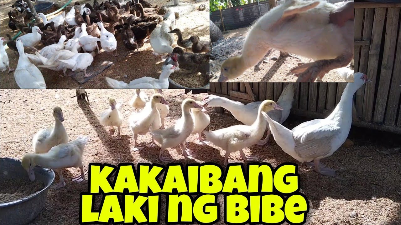 FARM DUCK | MABILIS NA PAGLAKI NG BIBE? - YouTube