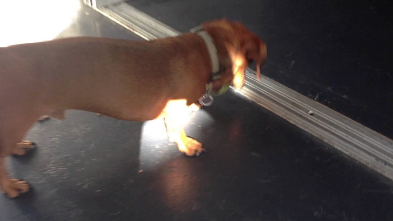 Angry Dachshund - YouTube