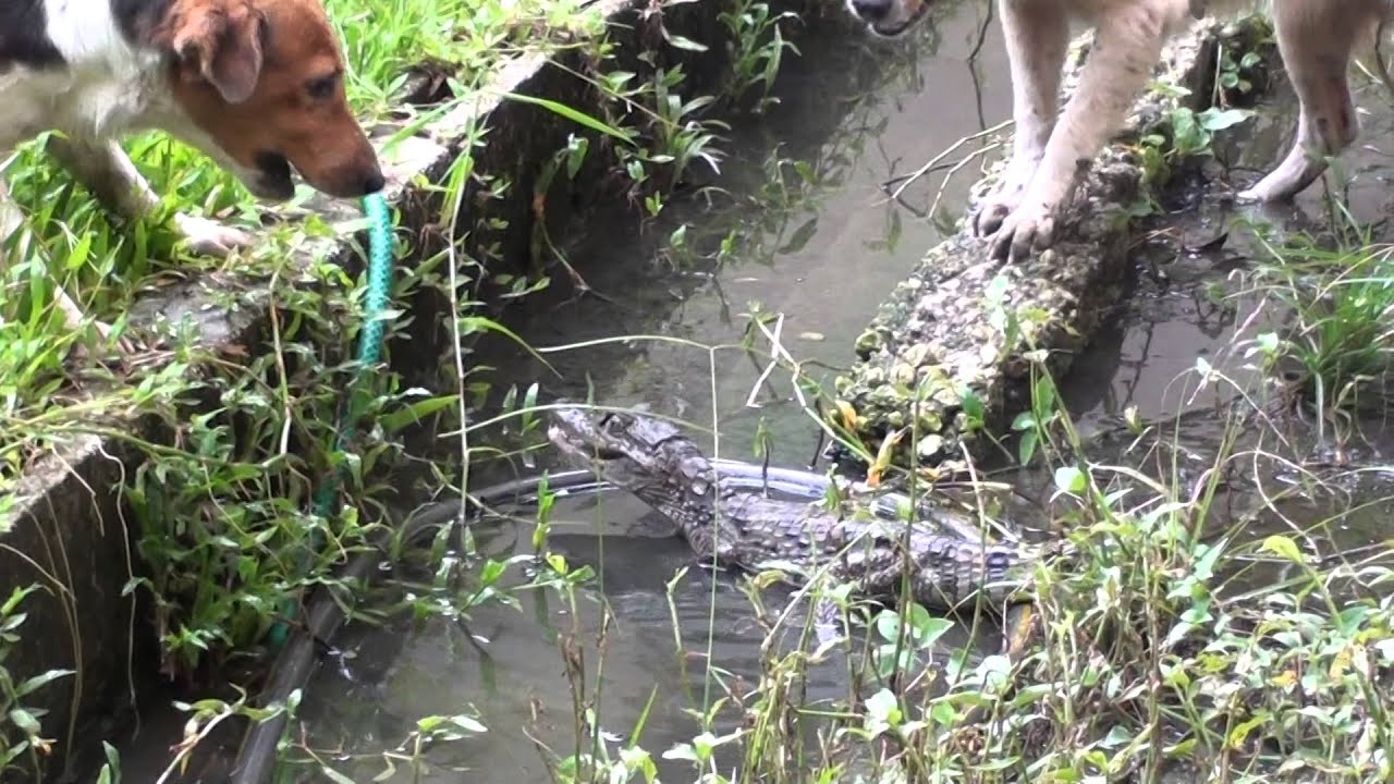 Dogs atttack Caiman in backyard. - YouTube